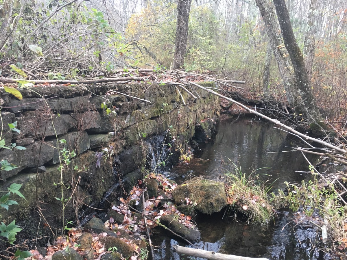 Shoddy Mill Pond – Lost Glastonbury
